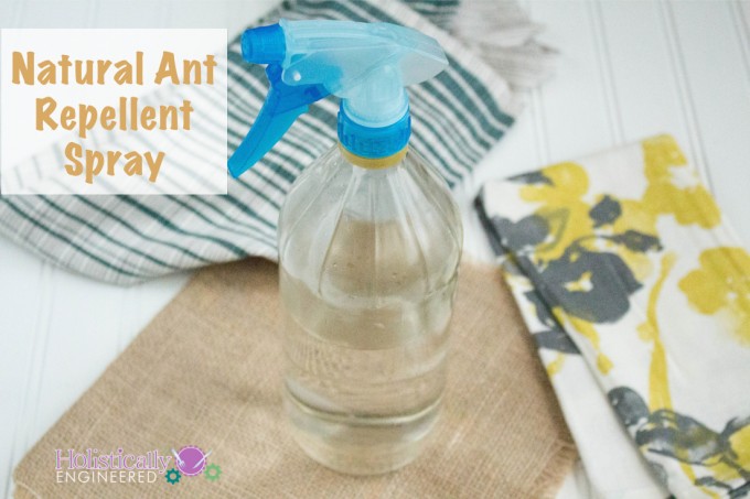 Natural Ant Repellent - Holistically Engineered